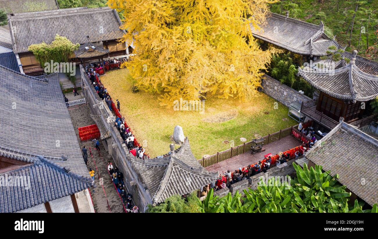 A 1,400-year-old Ginkgo tree has been falling leaves on the ground ...