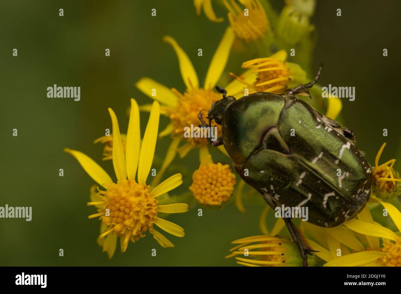 Goldsmith beetle hi-res stock photography and images - Alamy