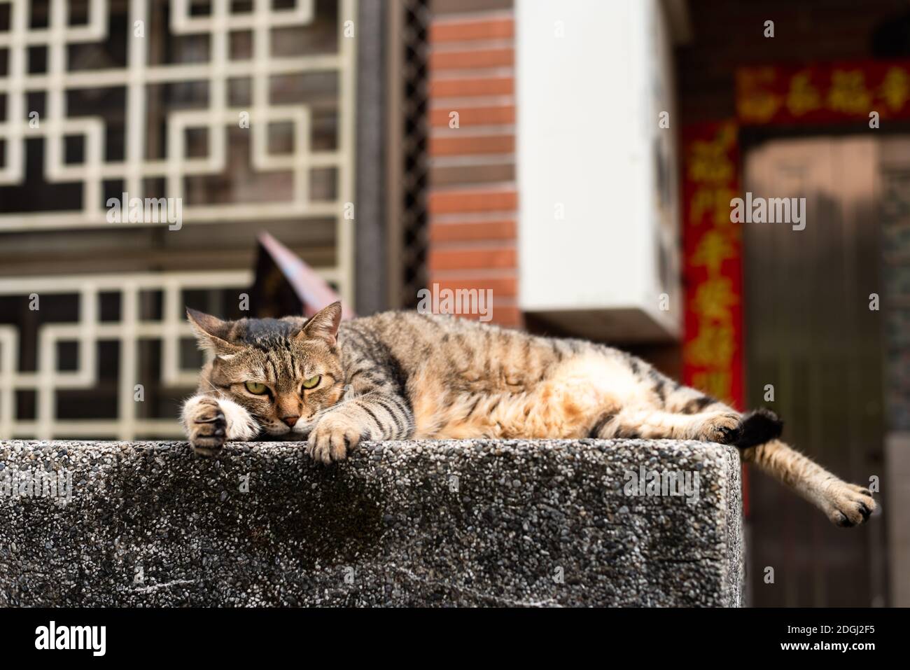 Stray fat tabby cat Stock Photo - Alamy