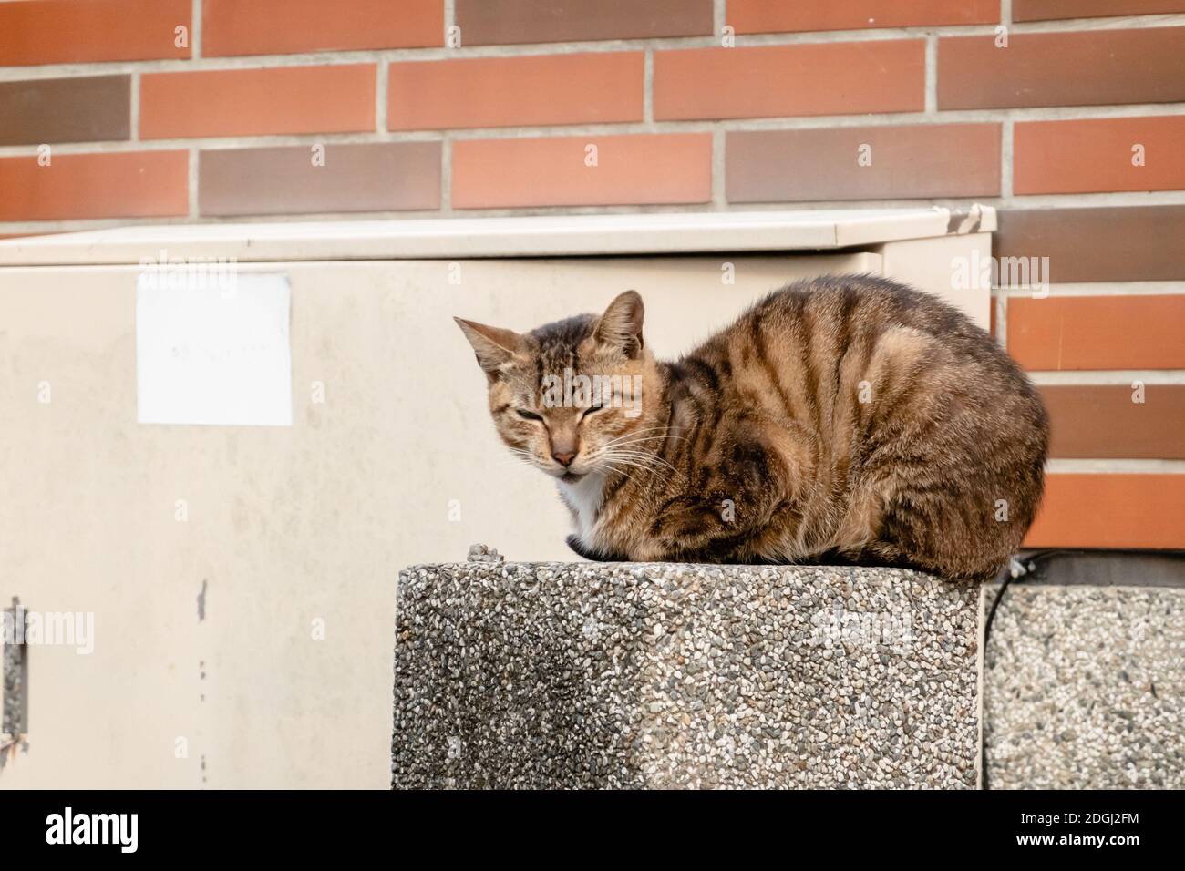 Stray tabby cat Stock Photo - Alamy