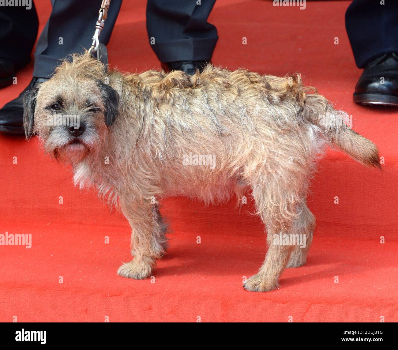 David Walliams dog Bert arriving at the Britains Got Talent Launch, Old ...