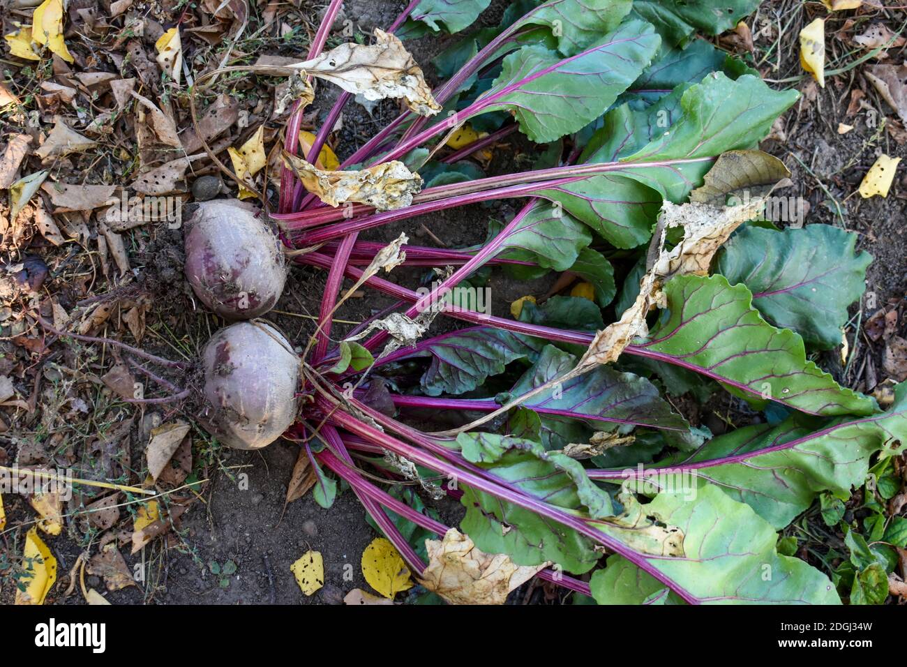 Ripe beets on the ground Stock Photo - Alamy