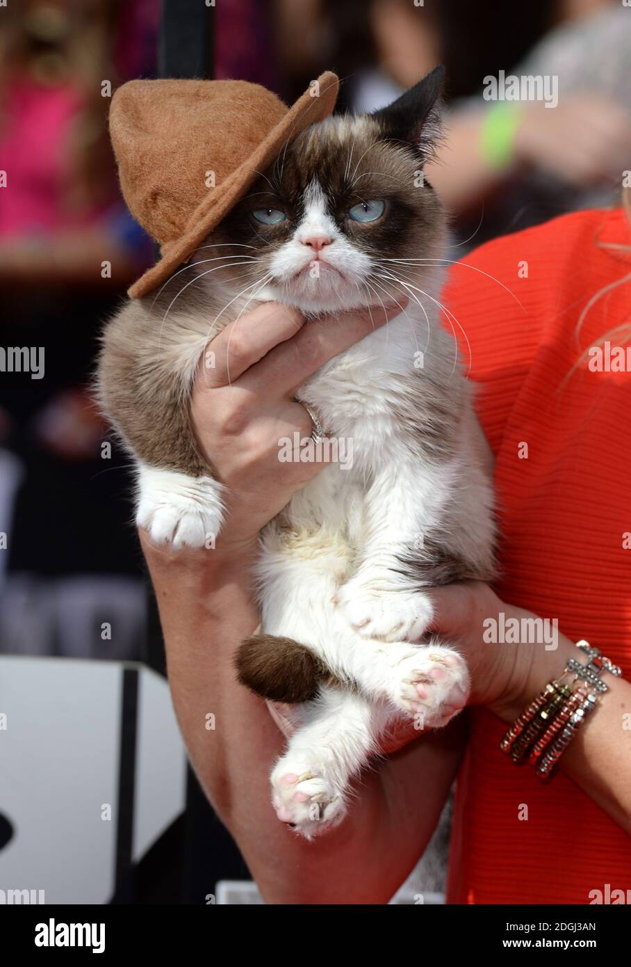 Grumpy Cat at The MTV Movie Awards 2014, the Nokia Theatre L.A. Live ...