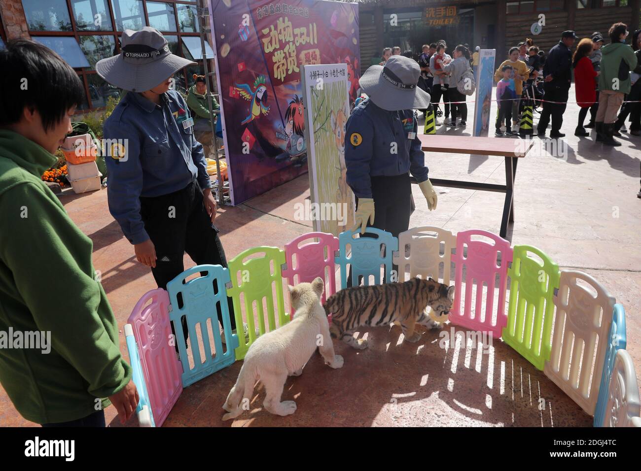 A zoo uses three groups of animal anchors to sell animal dolls ...