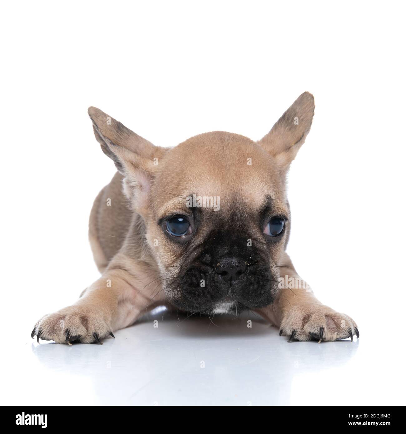 little french bulldog dog stretching his paws and laying down against ...