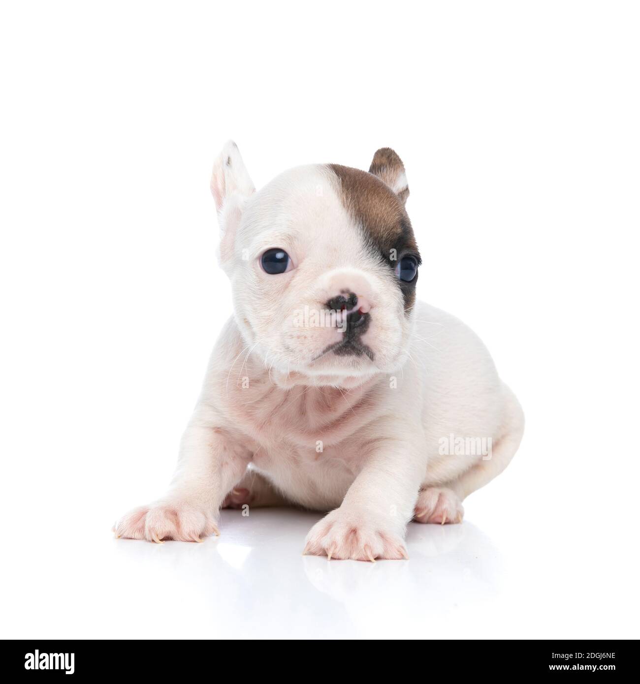 sweet french bulldog dog with white and fawn fur is looking away and ...