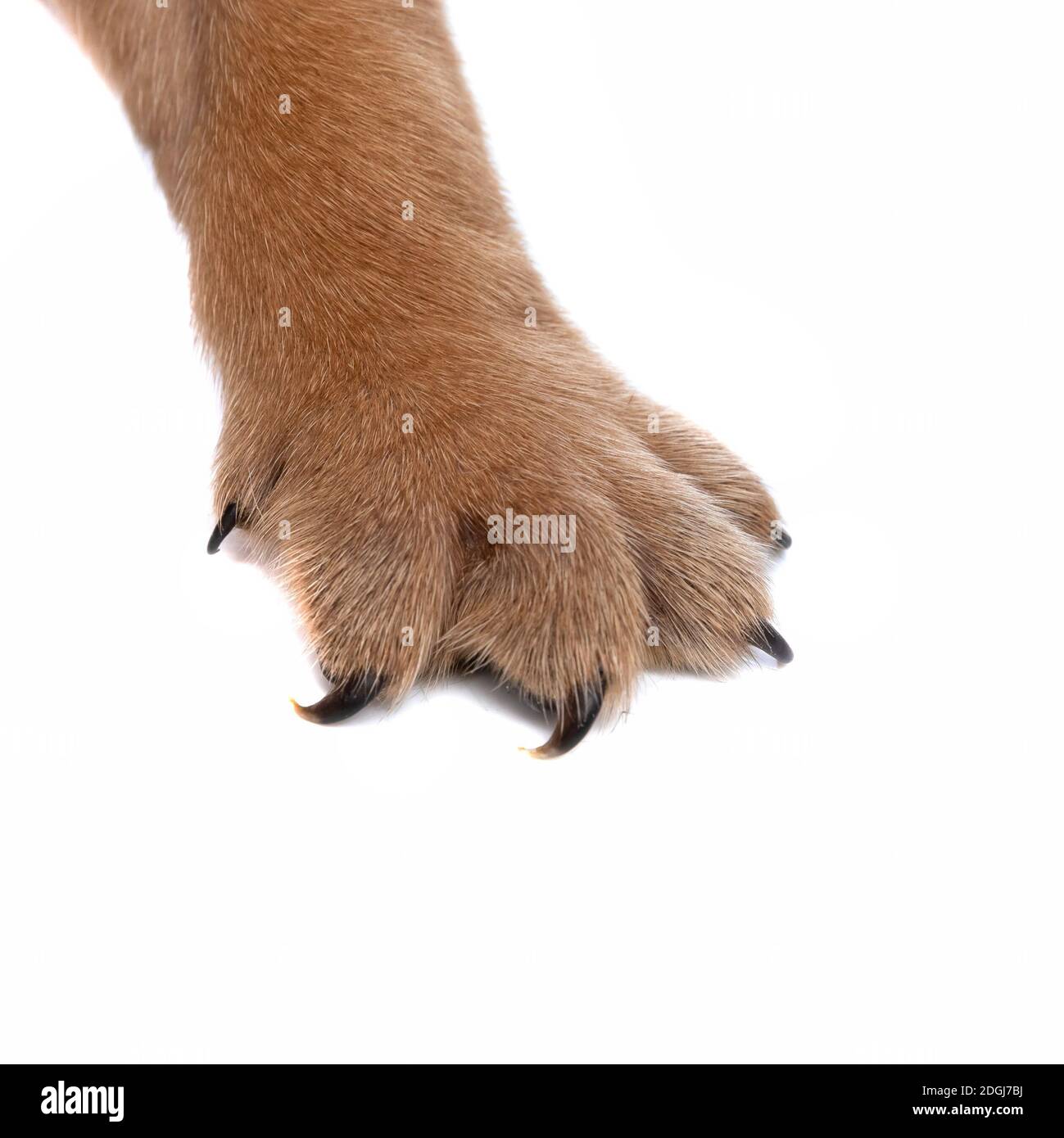 close up on a french bulldog dog's fawn paw against white background ...