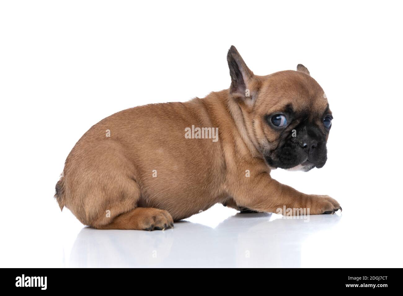 Can French Bulldogs Lay On Their Back