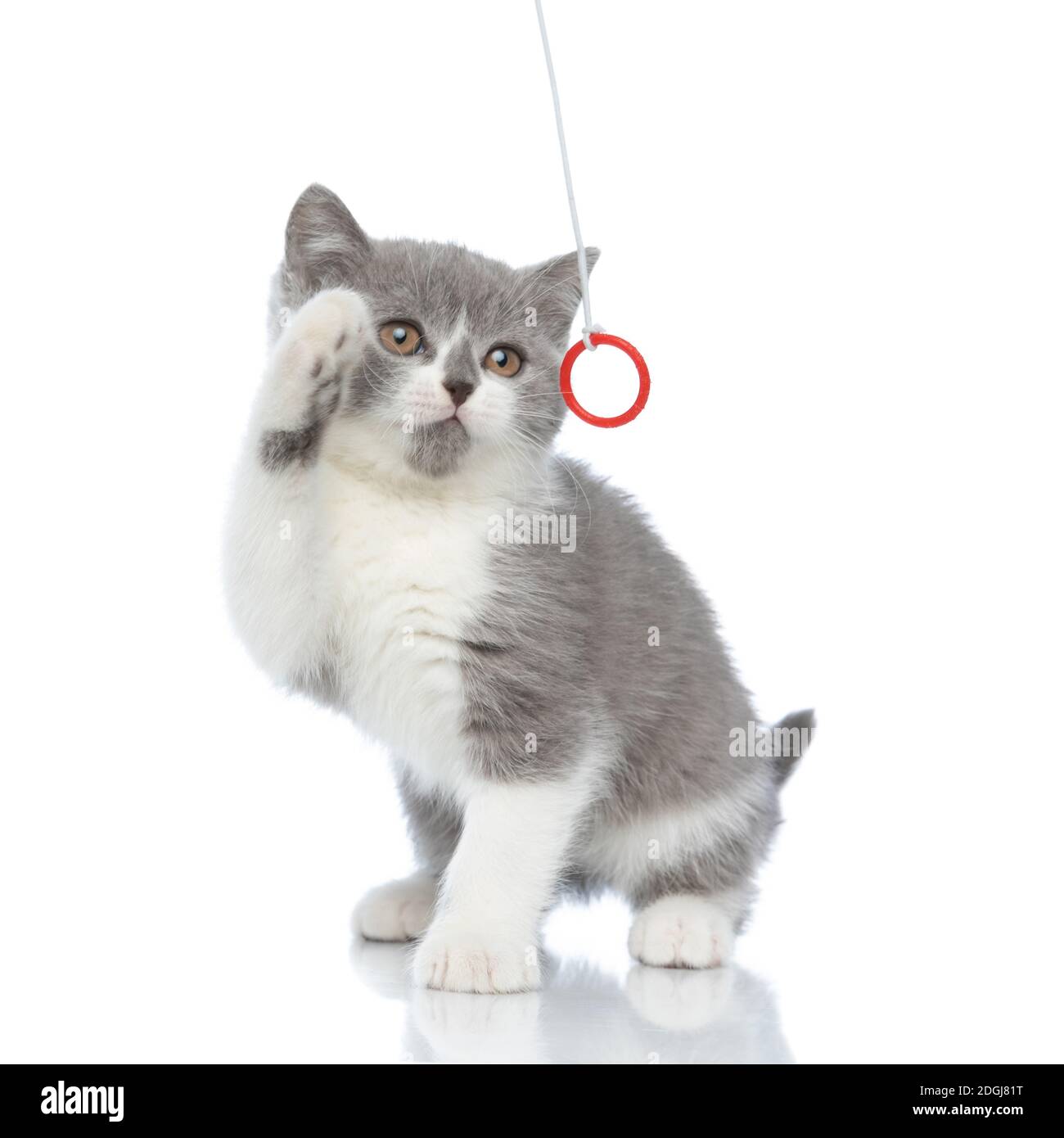 cute british shorthair cat is trying to grab something with her paw and ...