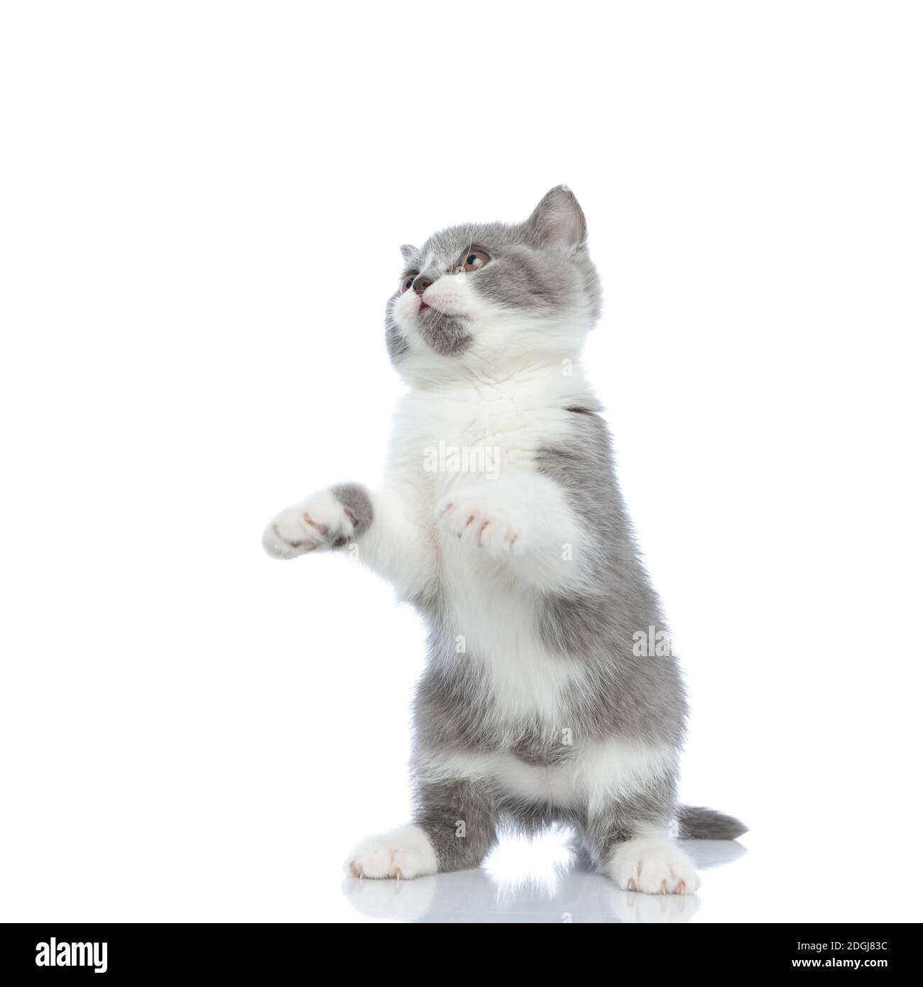 beautiful british shorthair cat standing on hind legs, looking up ...