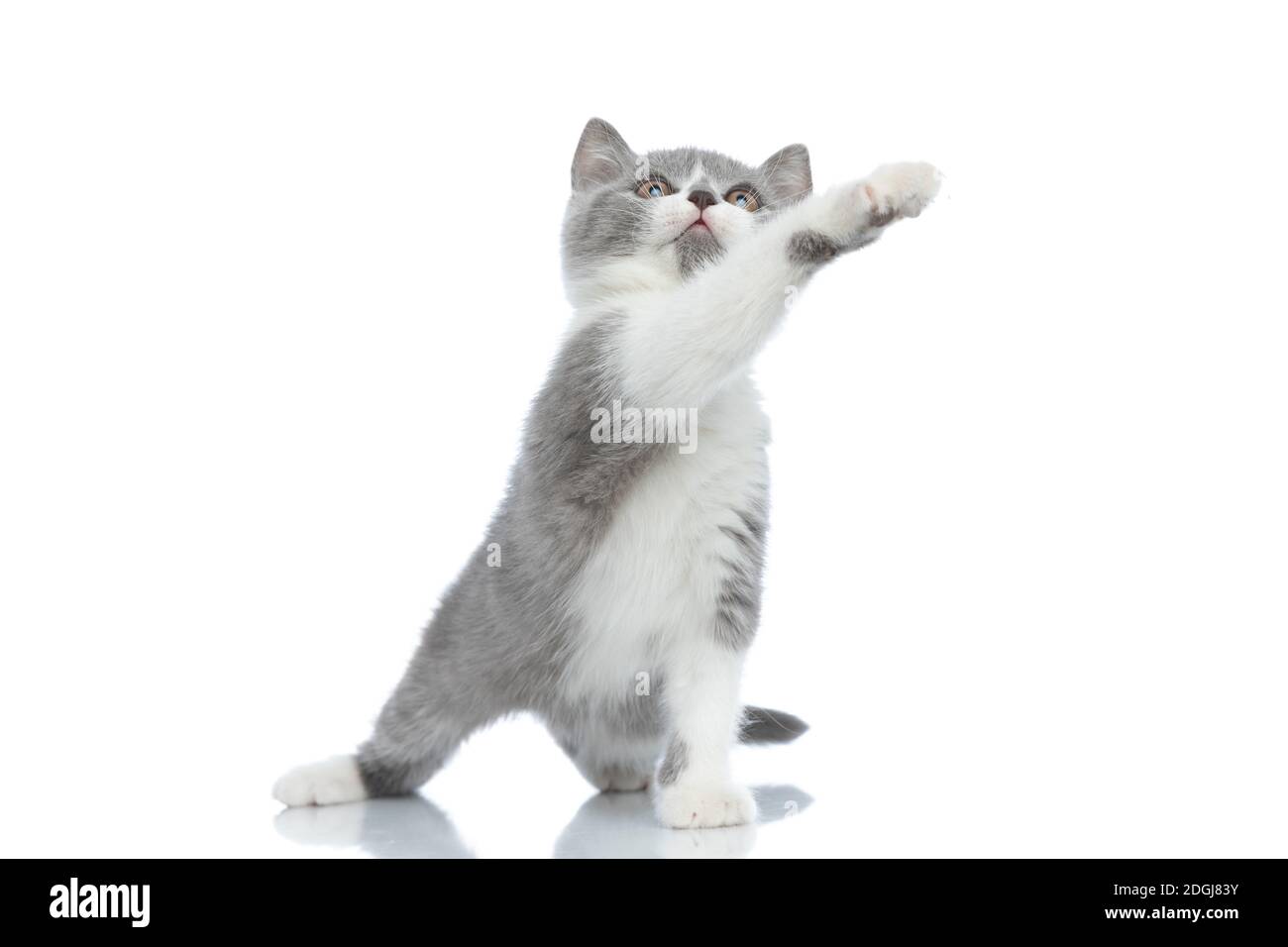 adorable british shorthair cat grasping something with her paw ...