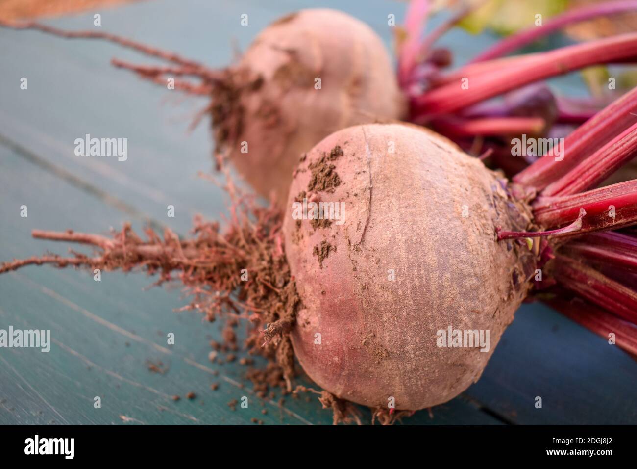 Fresh beets close up Stock Photo - Alamy