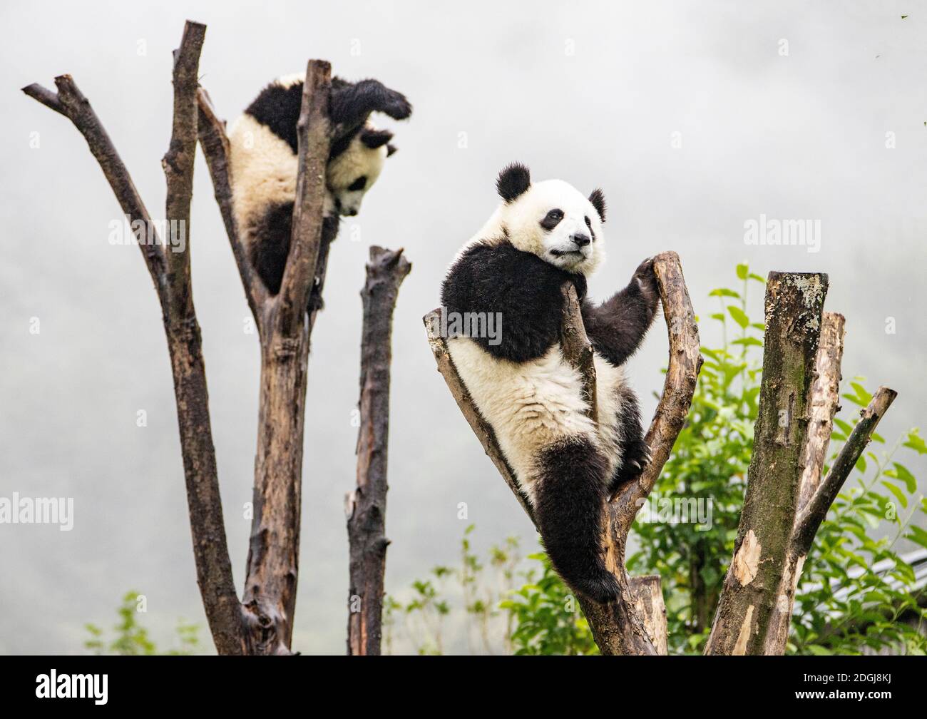 --File--Pandas climb up a tree at the Gengda Shenshuping Base of China ...