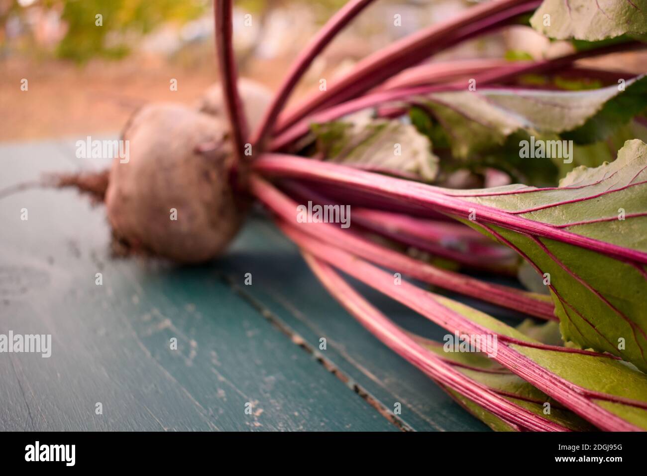 Beetroot close up Stock Photo - Alamy