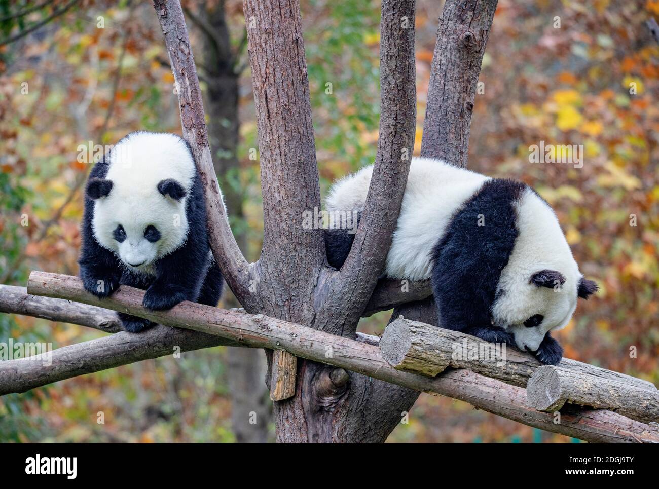 --FILE--Pandas living at the Shenshuping Base of China Conservation and ...