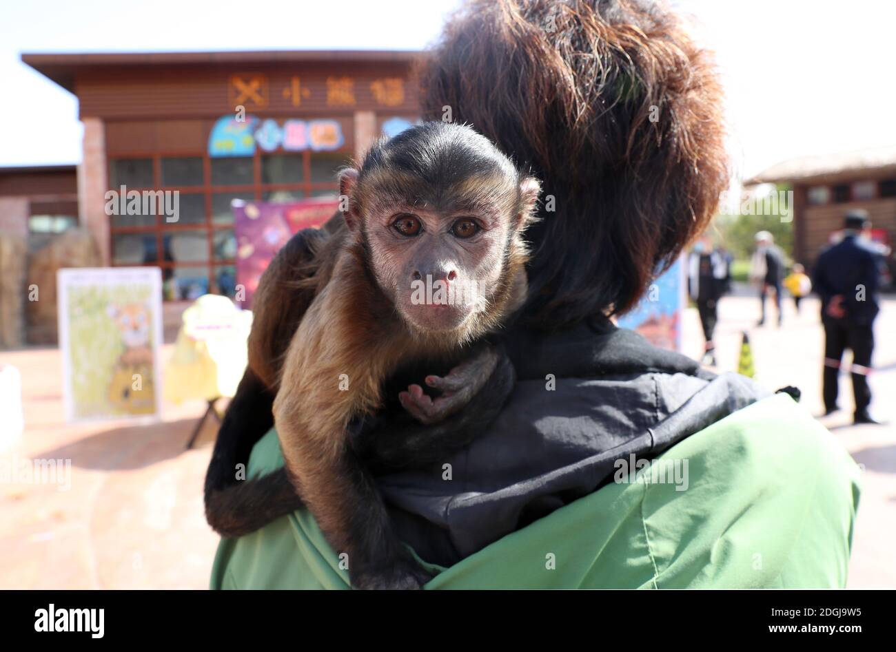 A zoo uses three groups of animal anchors to sell animal dolls ...