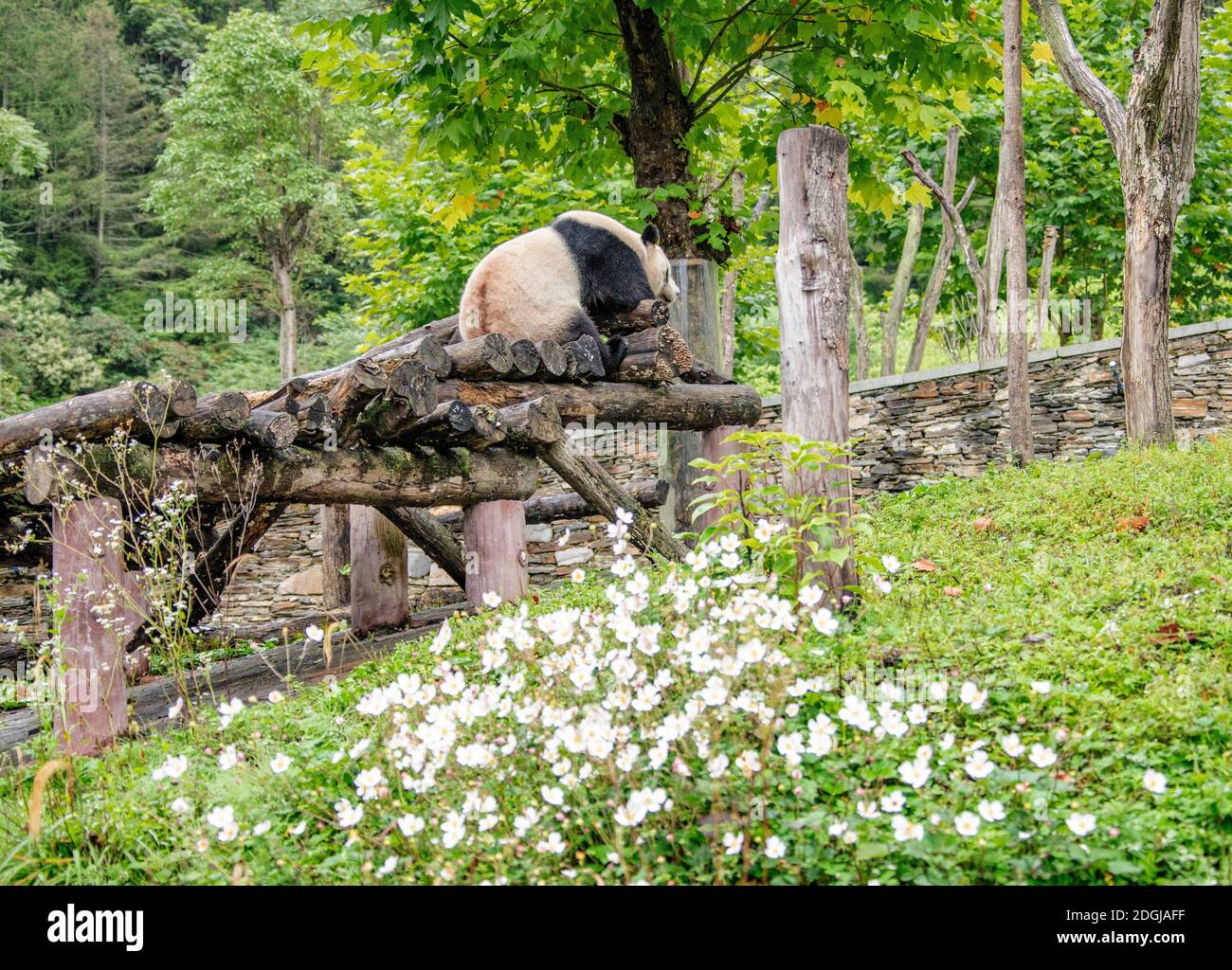 --File--Pandas climb up a tree at the Gengda Shenshuping Base of China ...