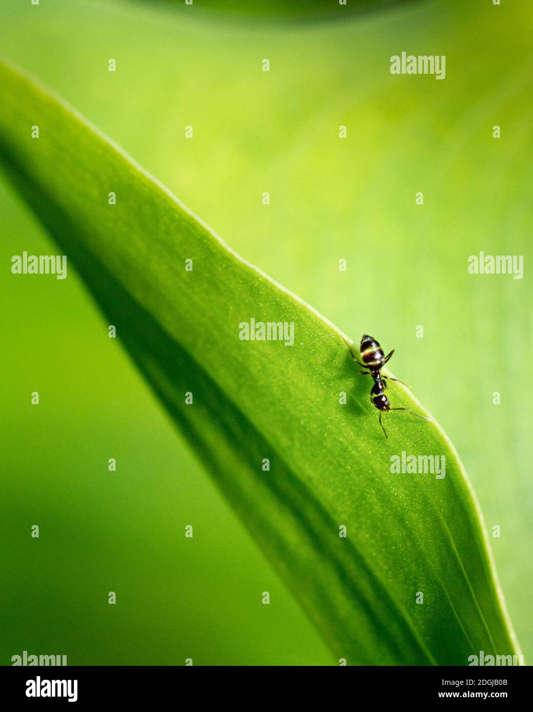 Close-up image of an ant climbing down the triangle edge of a green ...