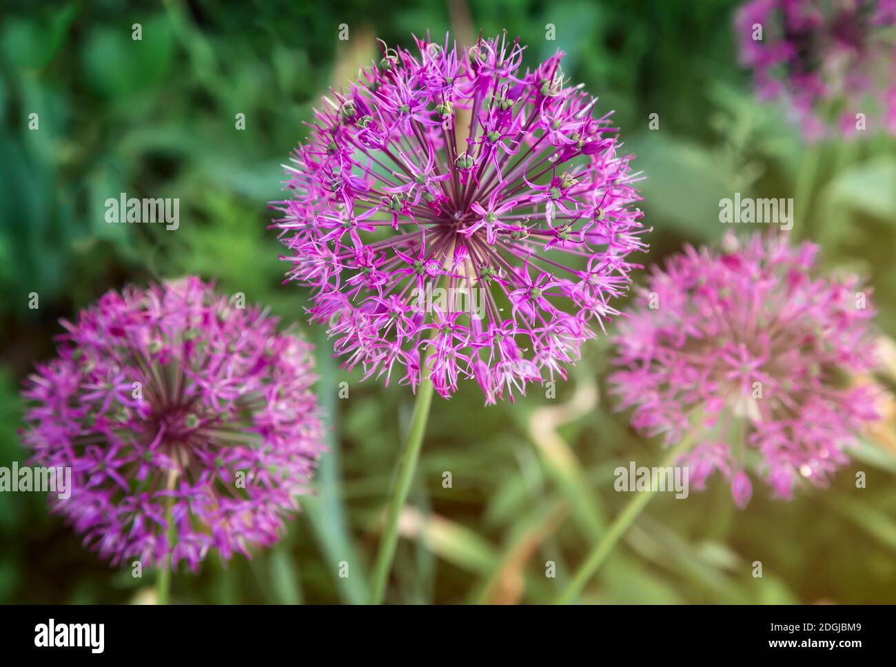 Spherical flowers hi-res stock photography and images - Alamy