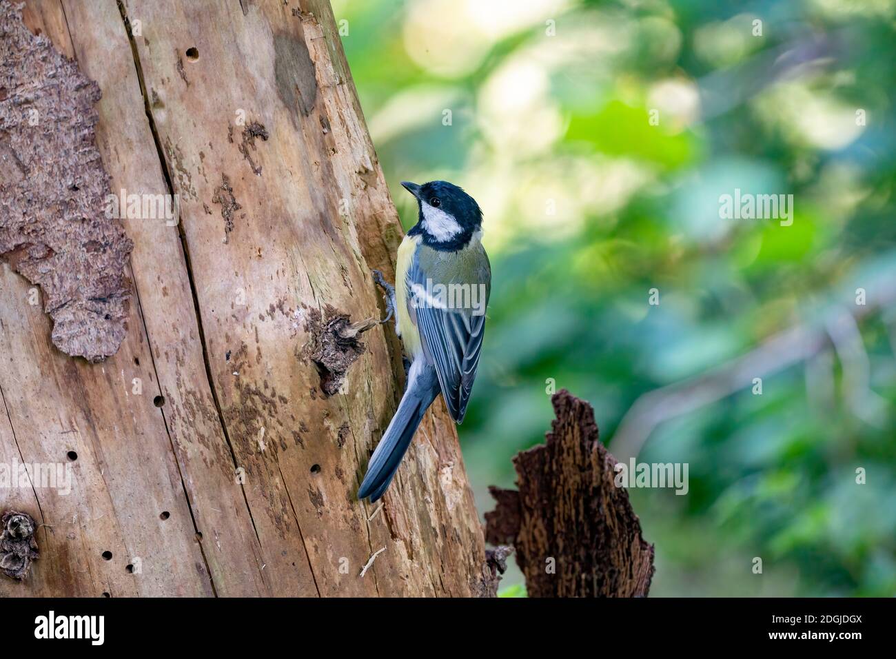 A great tit sits against a tree in side view. Very detailed bird and ...