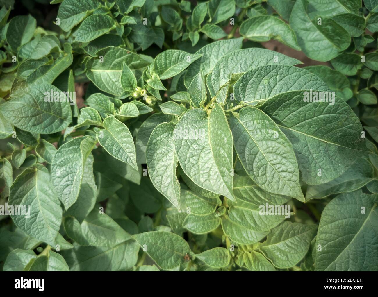 Young potato plants hi-res stock photography and images - Alamy