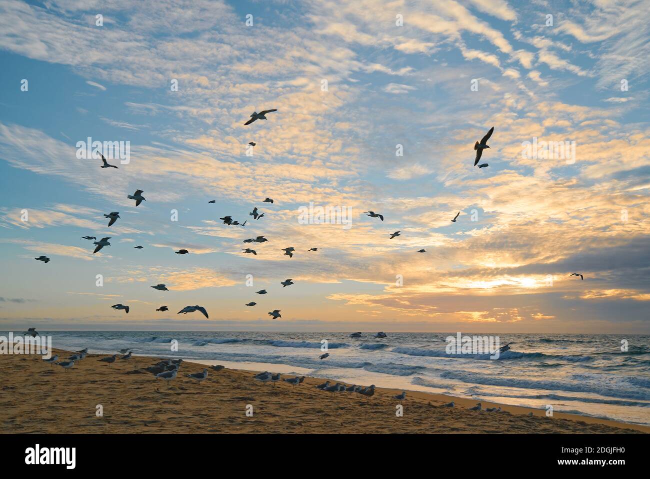 Sunset birds images hi-res stock photography and images - Alamy