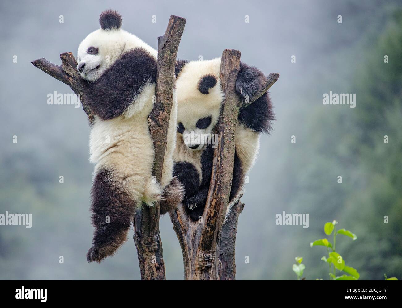 --File--Pandas climb up a tree at the Gengda Shenshuping Base of China ...