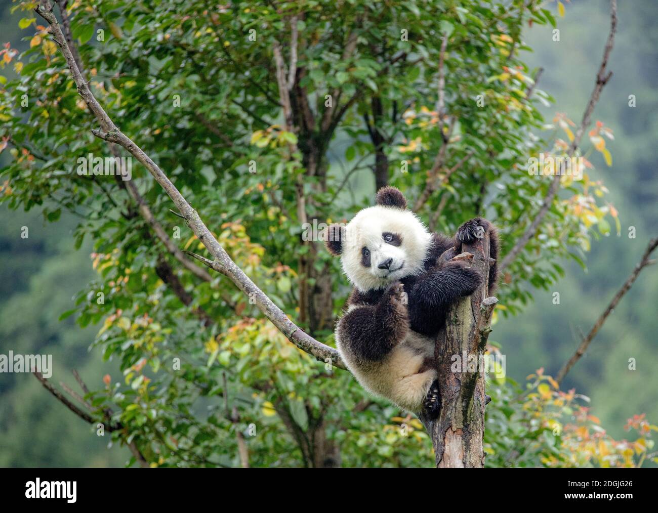 --File--Pandas climb up a tree at the Gengda Shenshuping Base of China ...