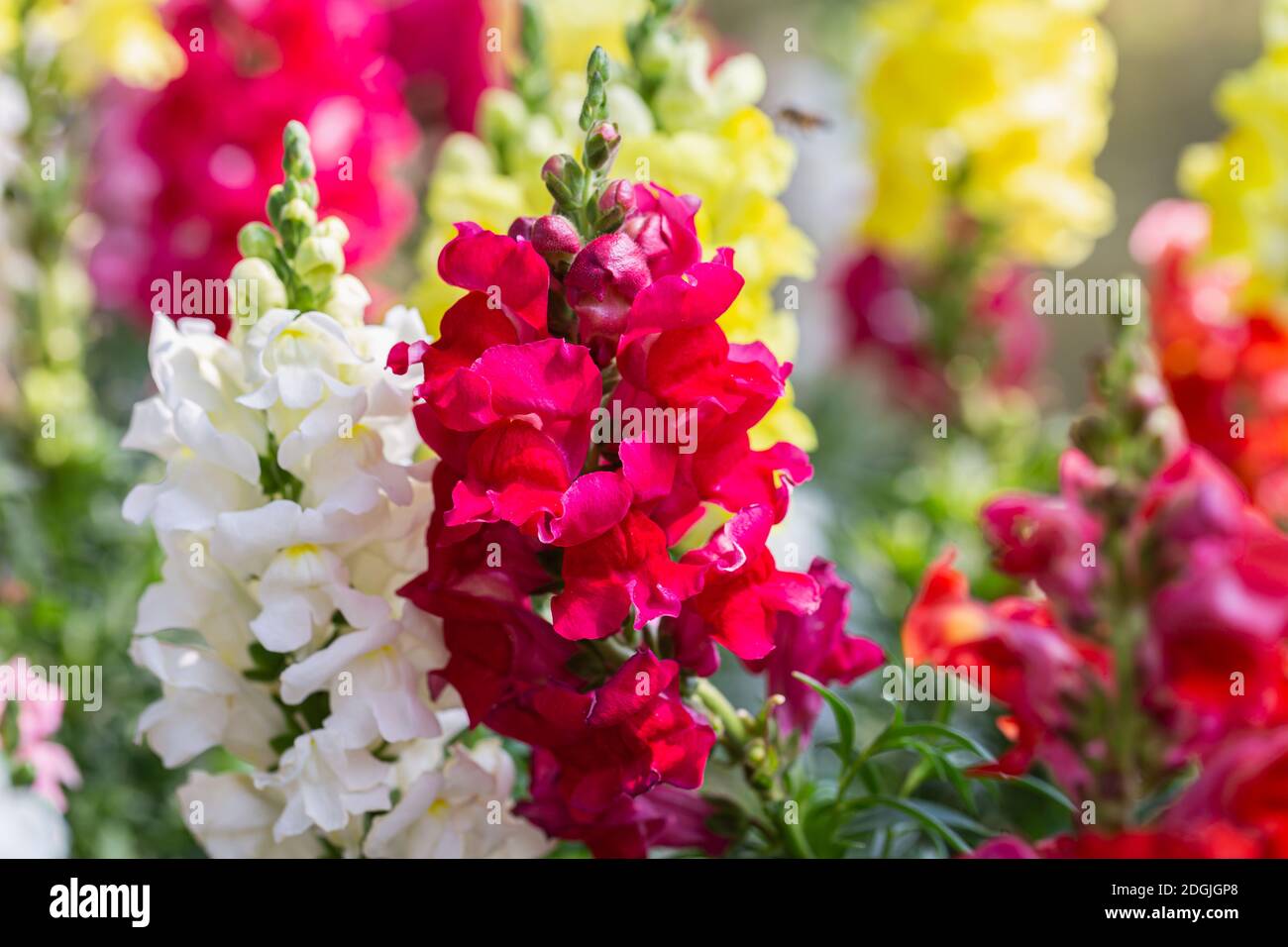 Colorful flower of Snapdragon, Antirrhinum majus Stock Photo - Alamy