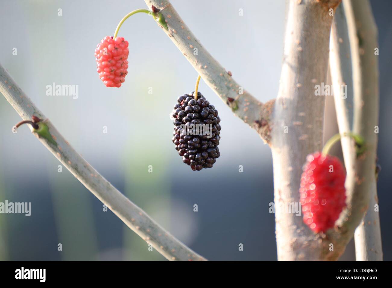 Red black berry hanging on branch Stock Photo - Alamy