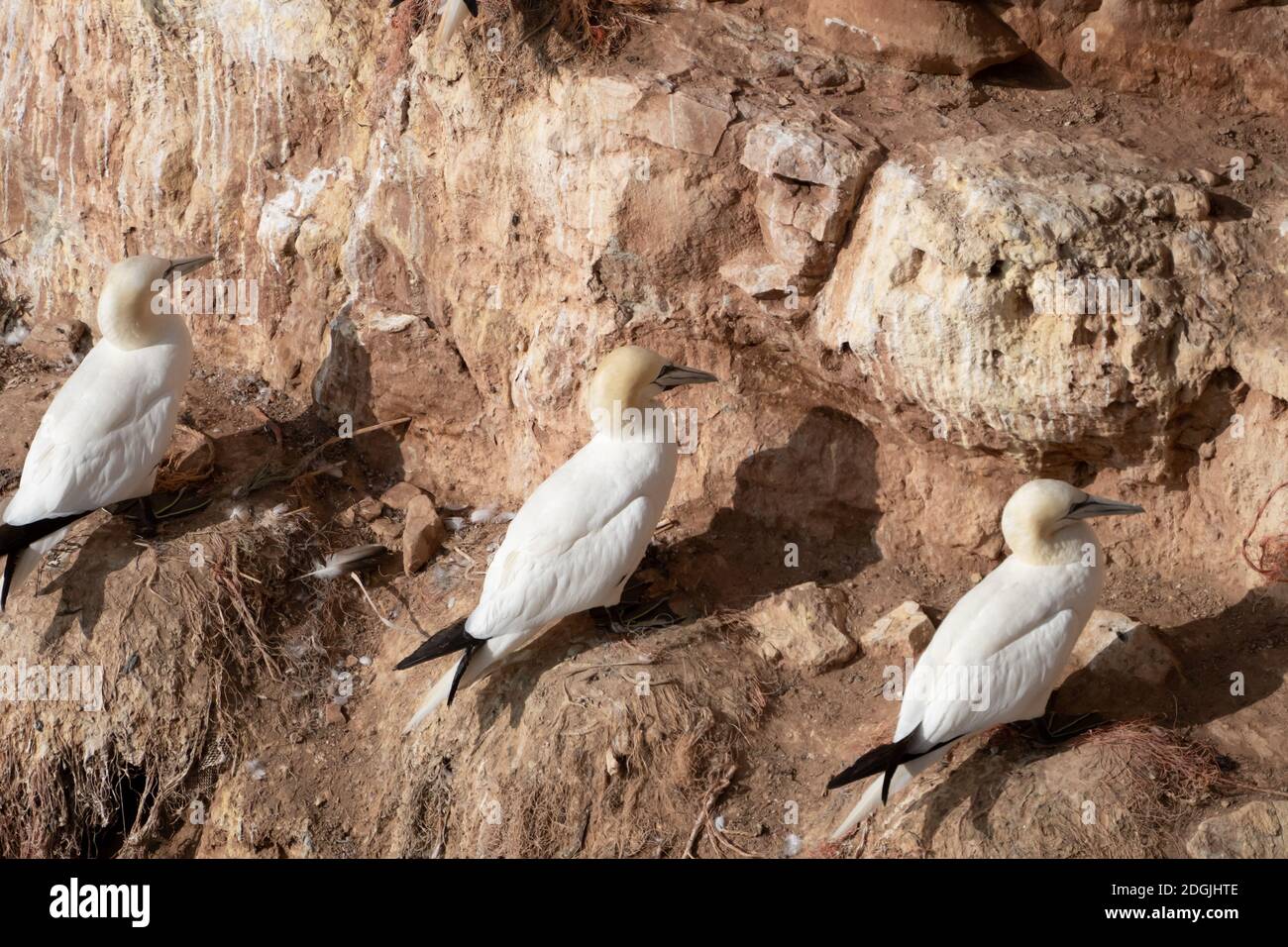 Three gannets sit on the side of a rock. Seen from the back Stock Photo ...