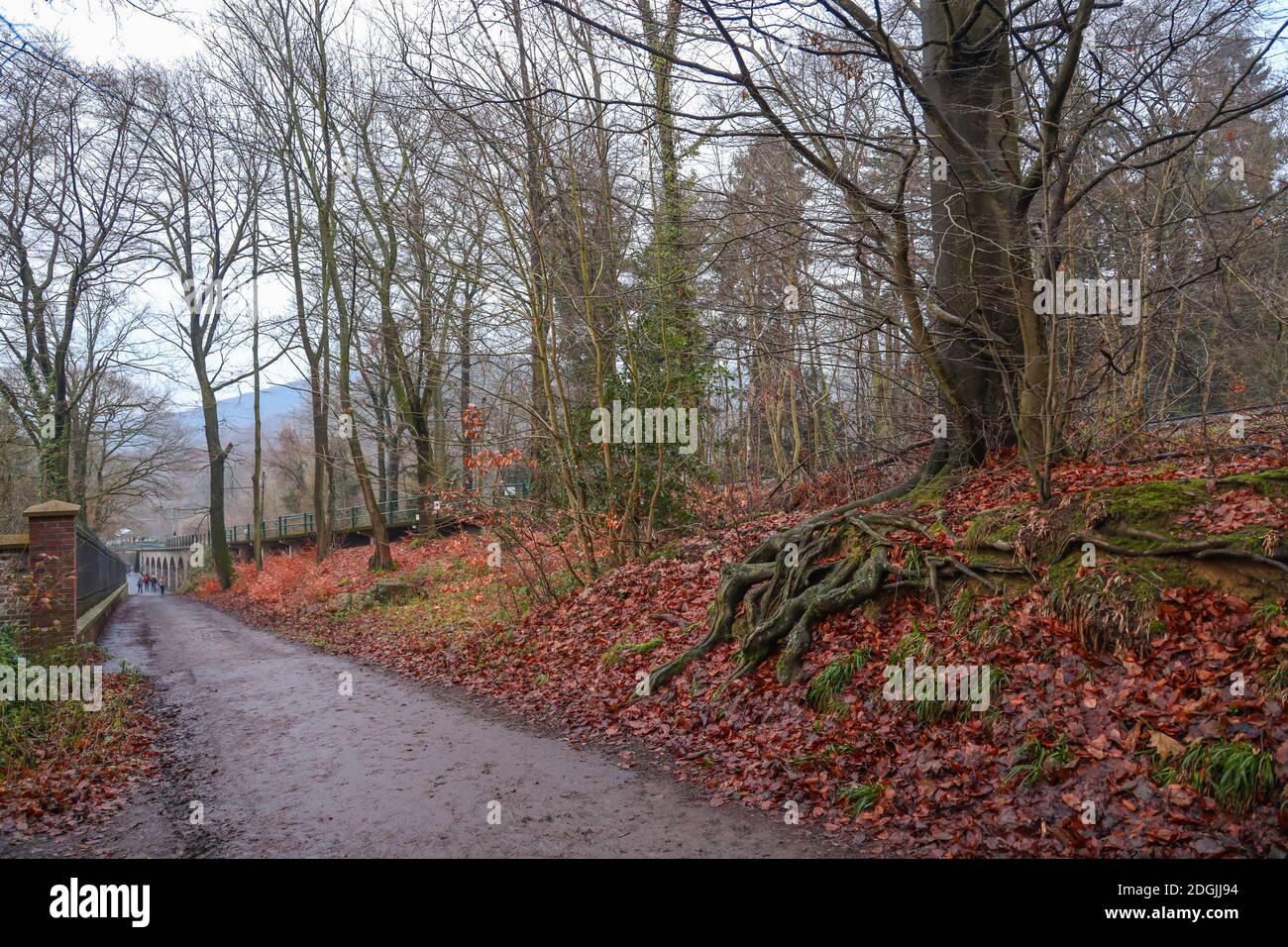 Autumn landscape with forest path in koenigswinter Bonn Germany Stock ...