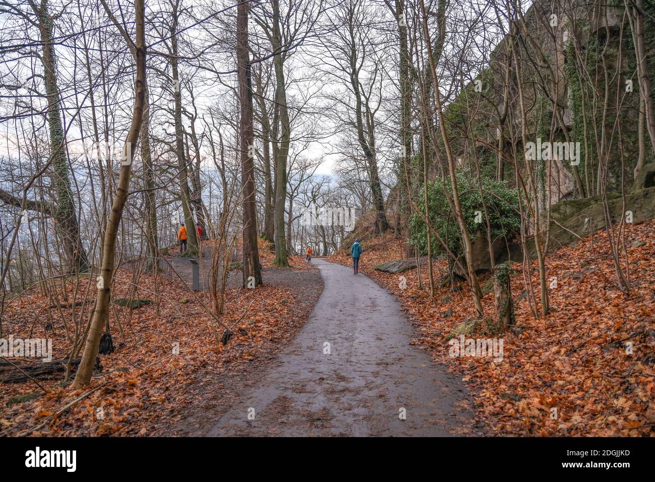 Autumn landscape with forest path in koenigswinter Bonn Germany Stock ...