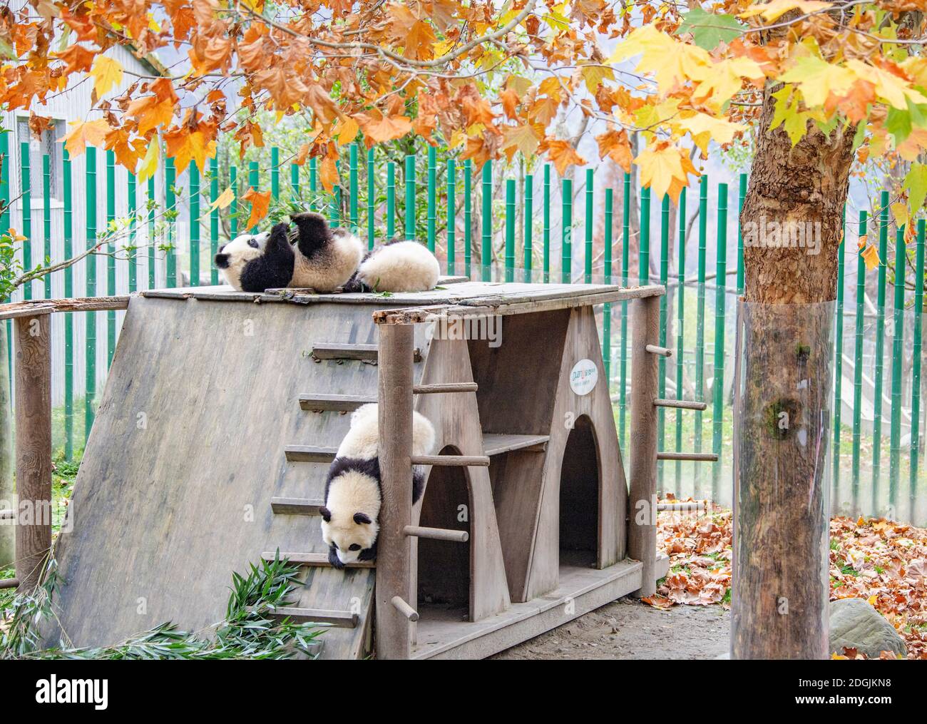 --FILE--Pandas living at the Shenshuping Base of China Conservation and ...