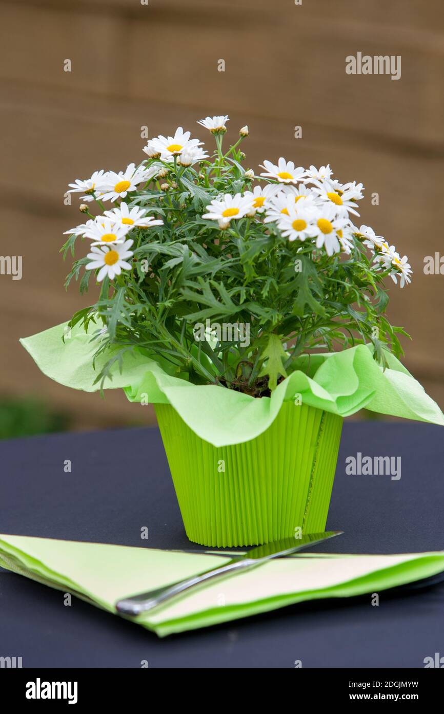 White daisies in pot hi-res stock photography and images - Alamy