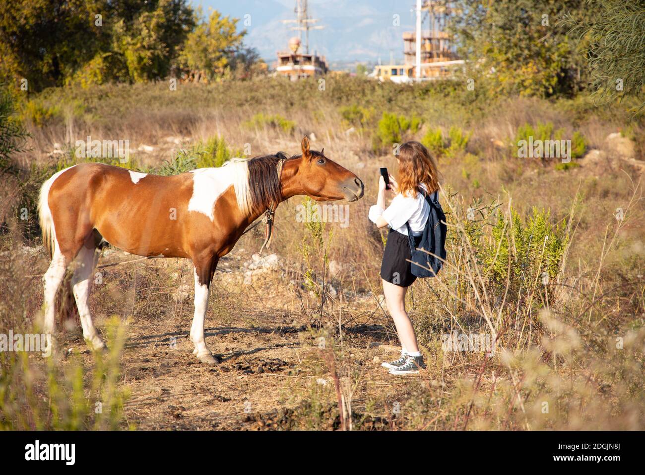 Wild paint horses hi-res stock photography and images - Alamy