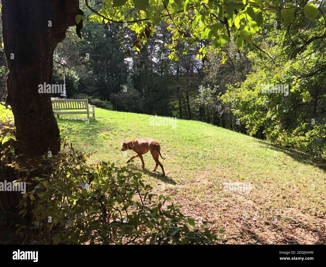 A dog walking around a park Stock Photo - Alamy