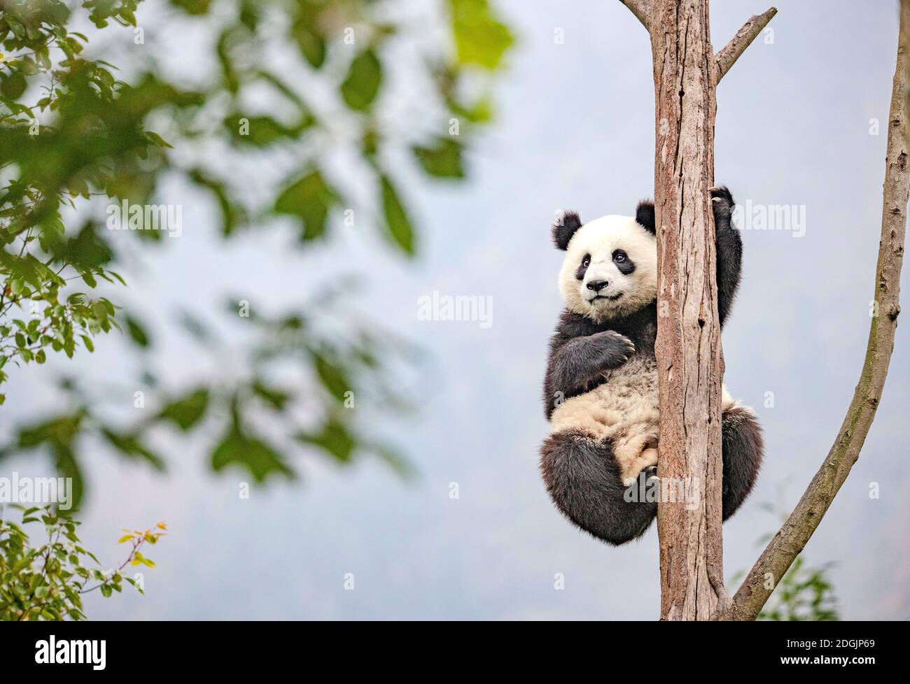 --FILE--Pandas living at the Shenshuping Base of China Conservation and ...