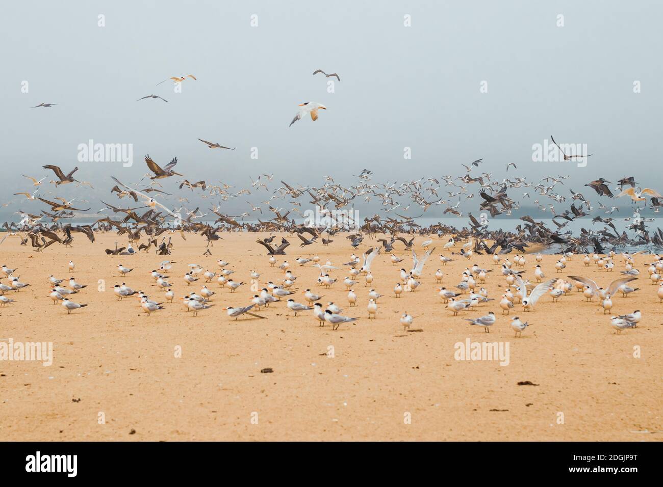 Central california birds hi-res stock photography and images - Alamy