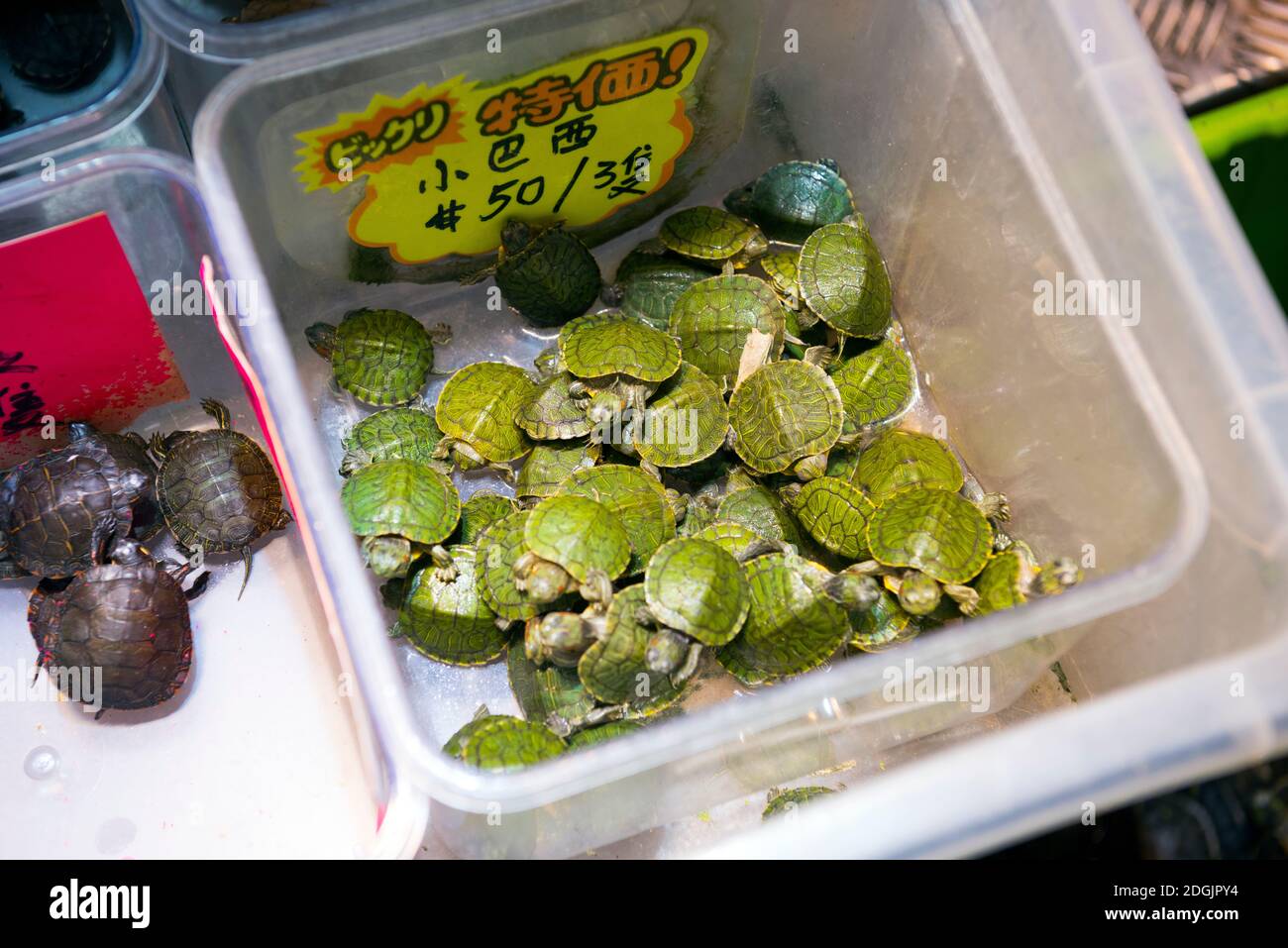 Tropical fish, baby turtles at the famous Goldfish Market, Mongkok ...