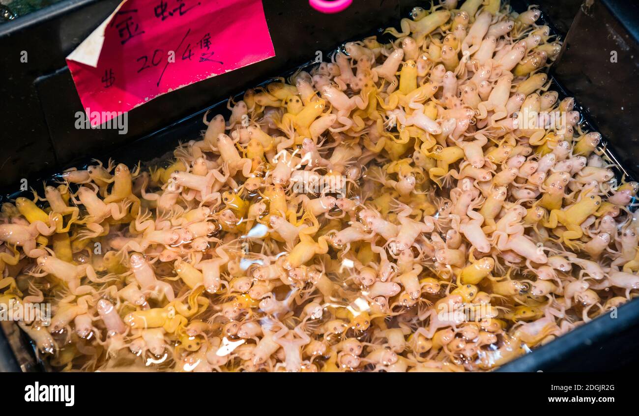 Baby toads at Tung Choi Street, better known as the Goldfish Market ...