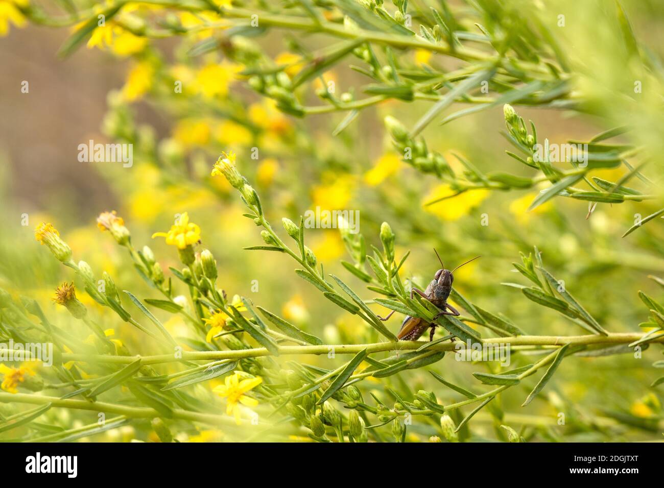 Hypericum perforatum illustration hi-res stock photography and images ...