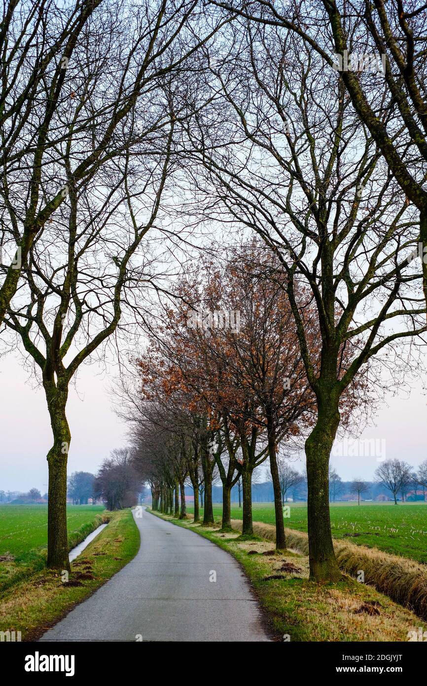 Straight trees hi-res stock photography and images - Alamy