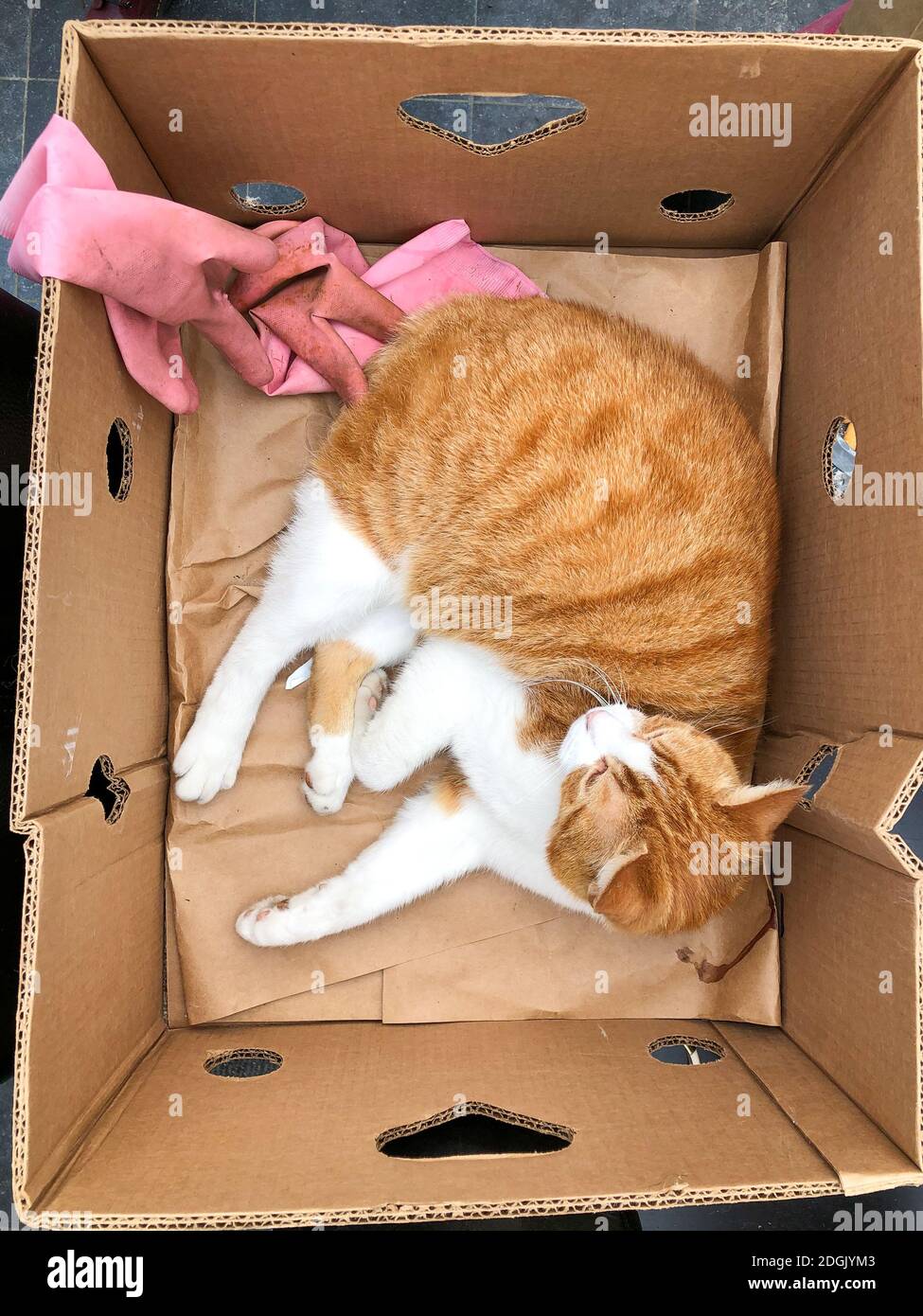 Ginger cat lies in box Stock Photo - Alamy