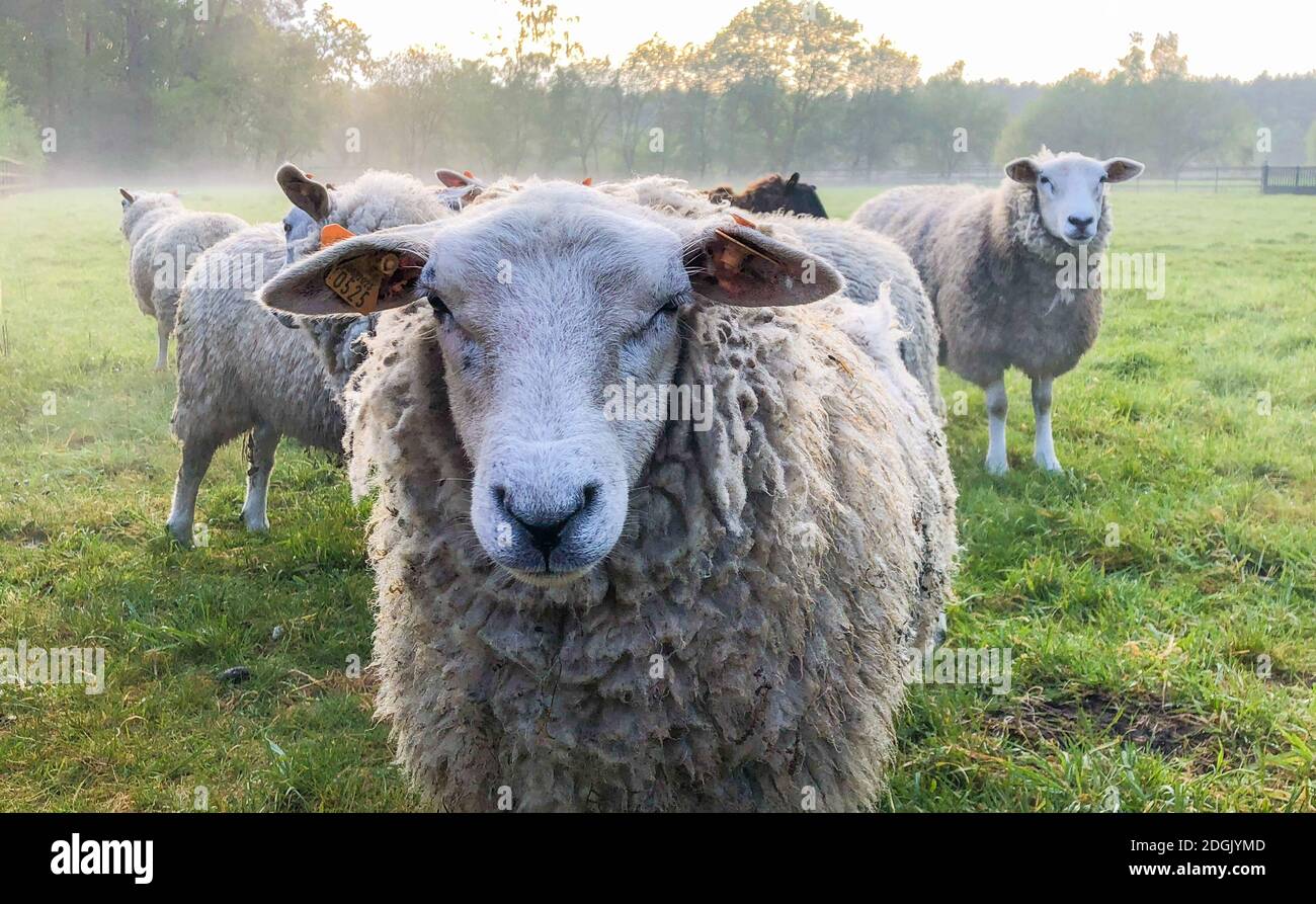 Flock of staring sheep Stock Photo - Alamy