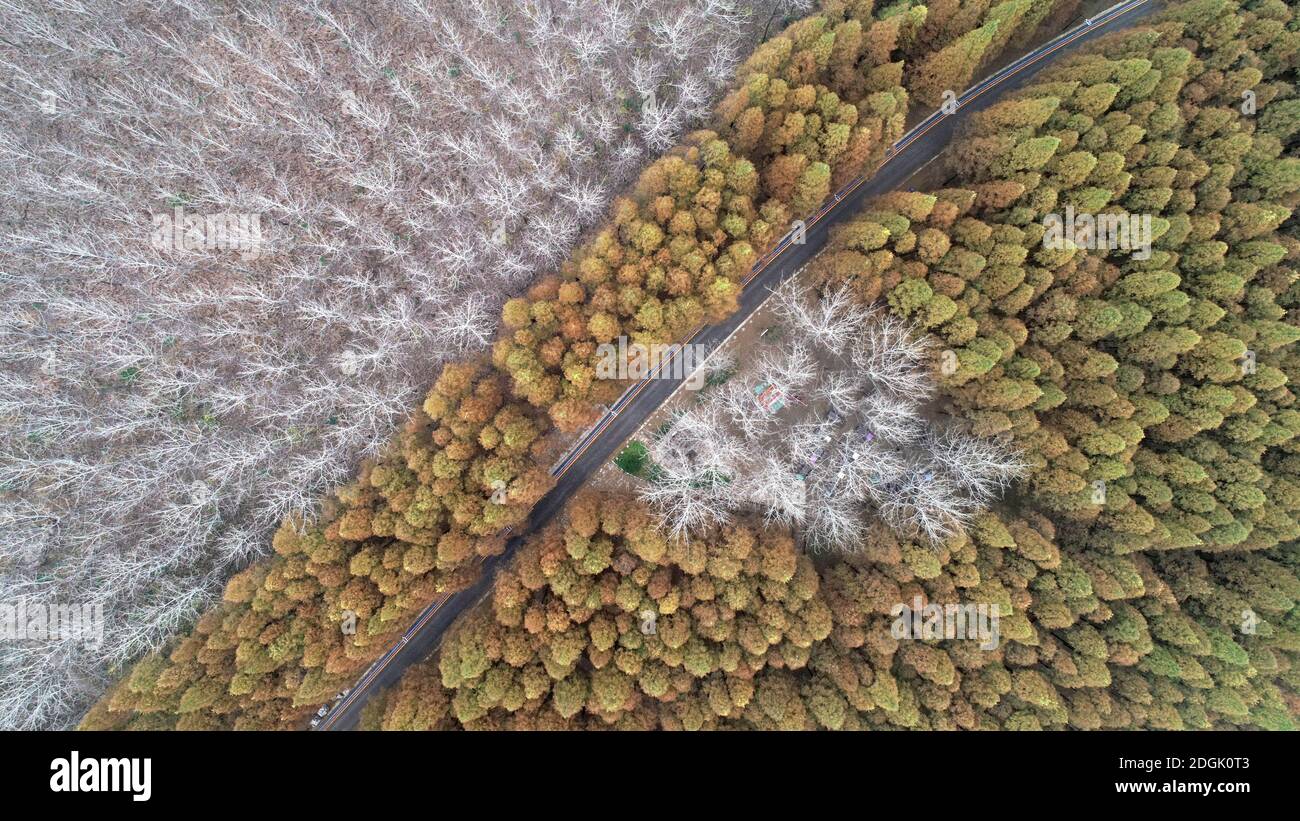 An aerial view of a forest, in which deciduous poplar trees and yellow ...