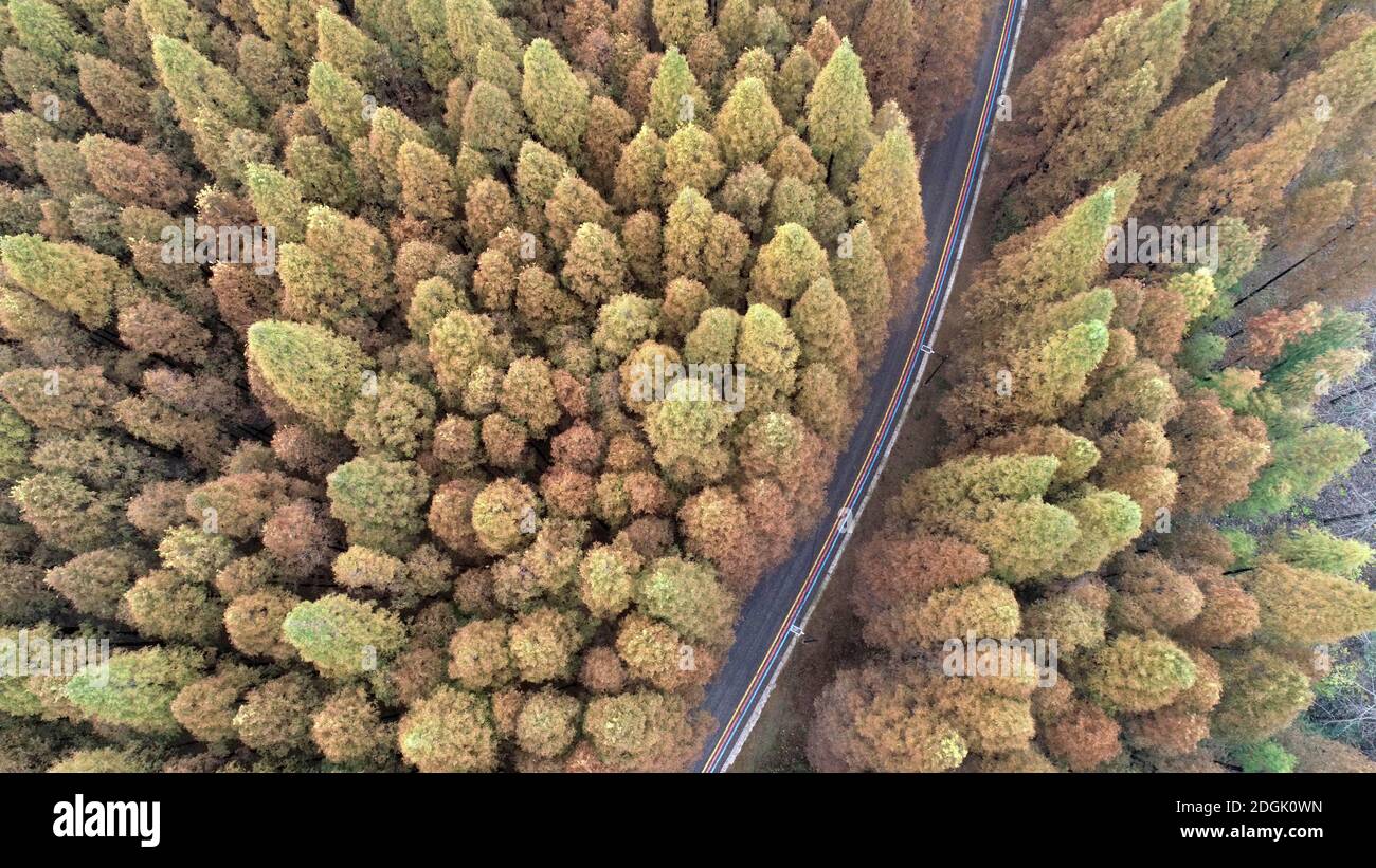 An aerial view of a forest, in which deciduous poplar trees and yellow ...
