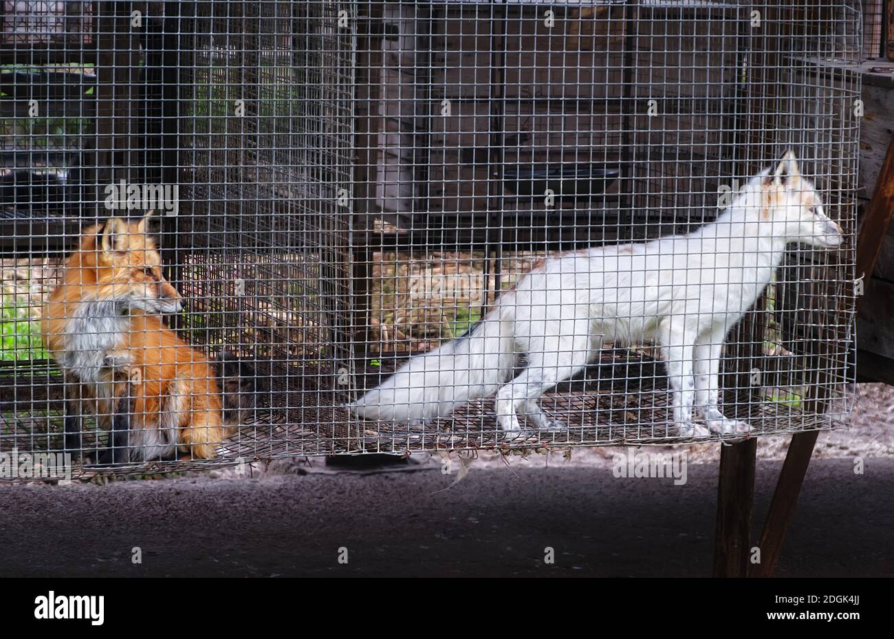 Fox In The Cage Stock Photo - Alamy