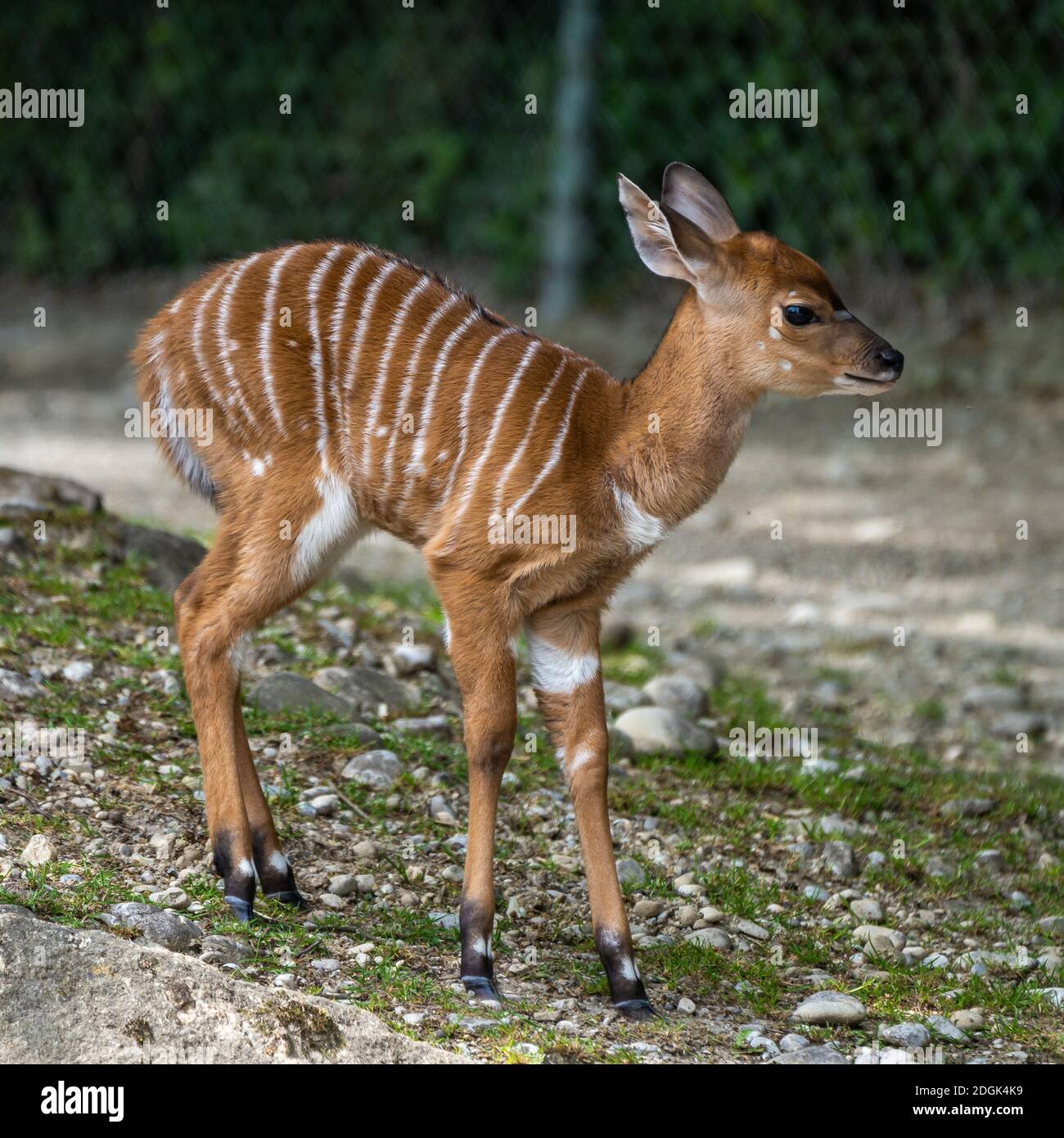 A young baby nyala. Tragelaphus angasii is a spiral-horned antelope ...