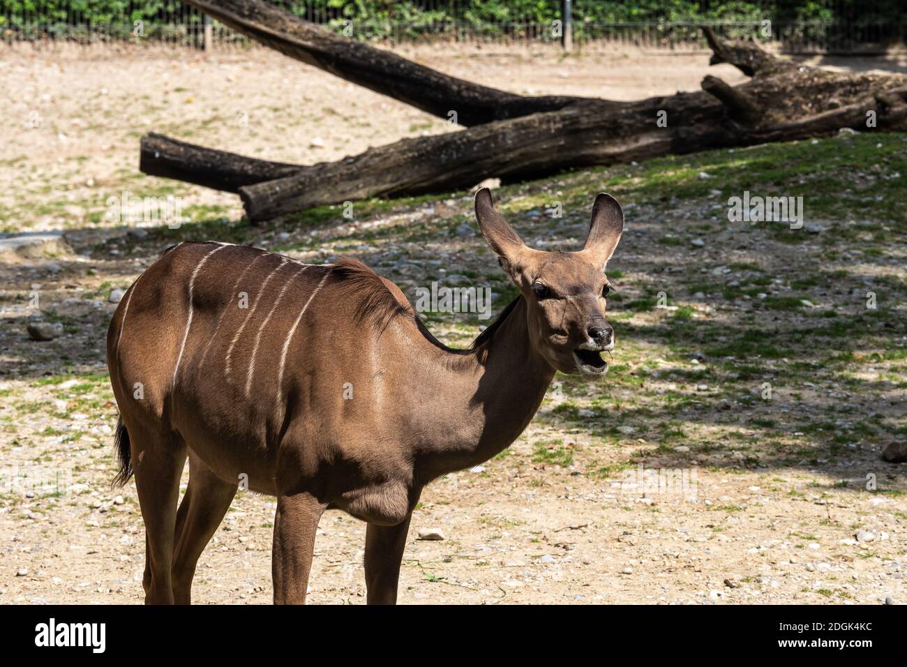 The common eland, Taurotragus oryx also known as the southern eland or ...